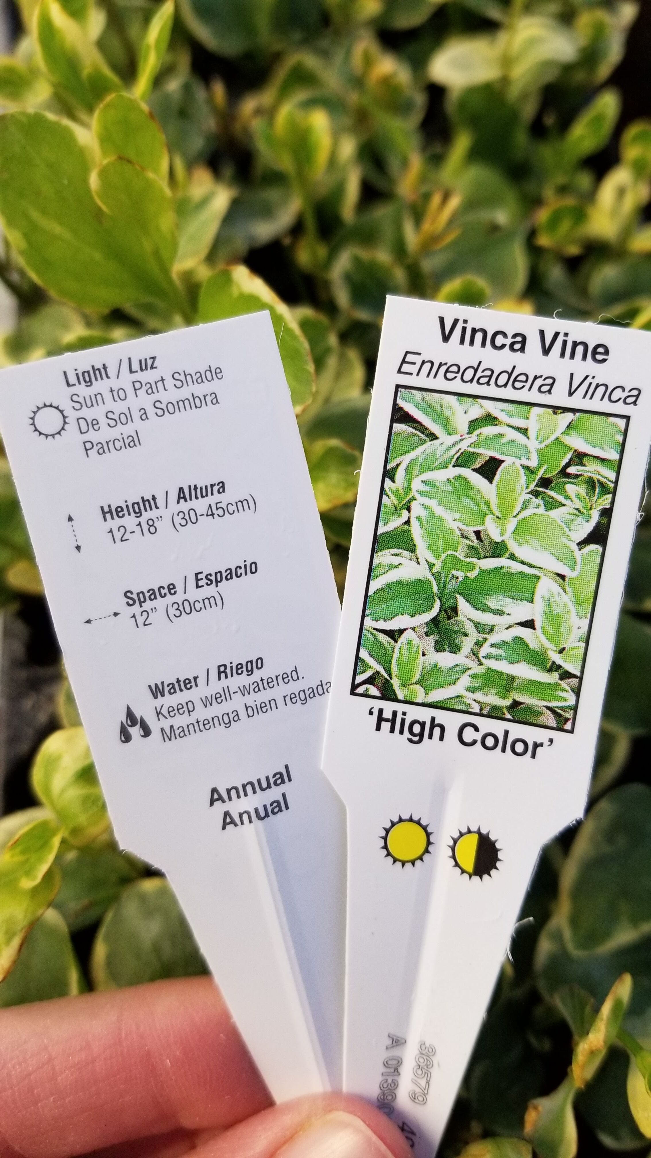 Vinca Vine- High Color | My Site