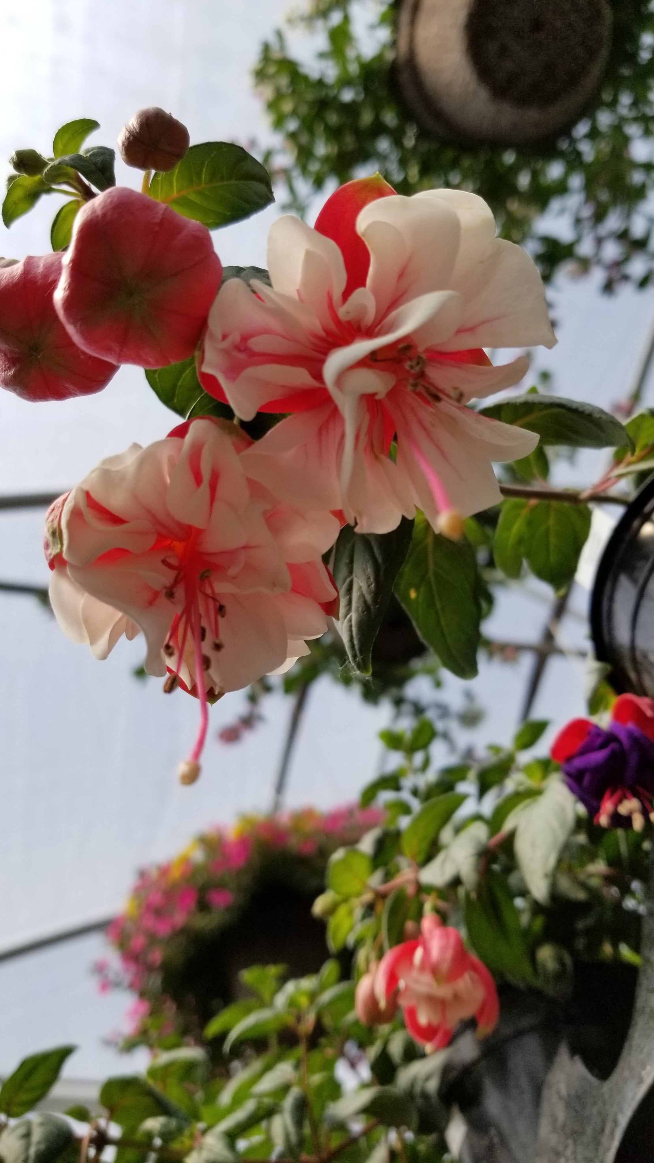 Fuchsia Swingtime | My Site