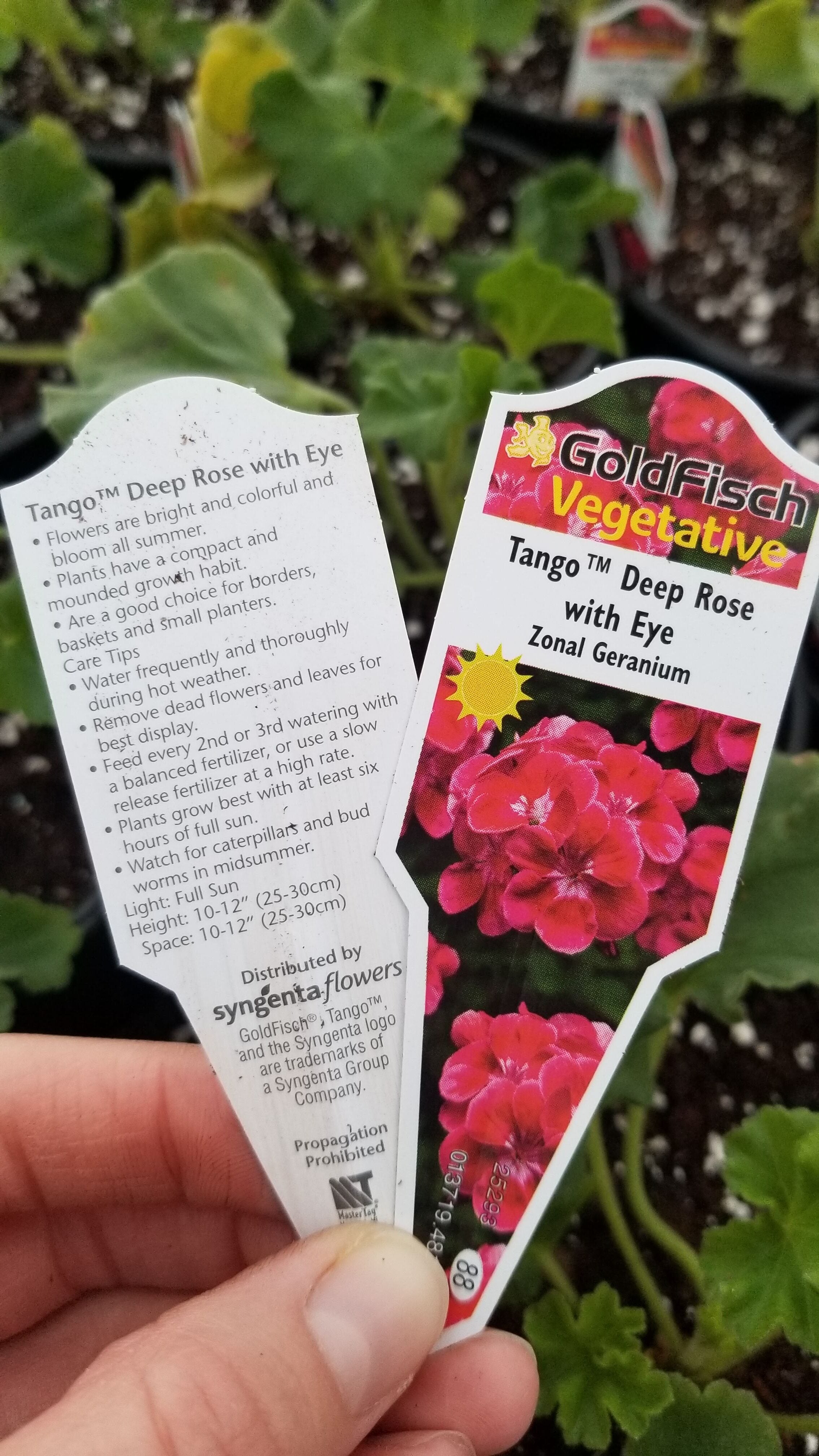 Geranium Zonal Tango Deep Rose with Eye | My Site