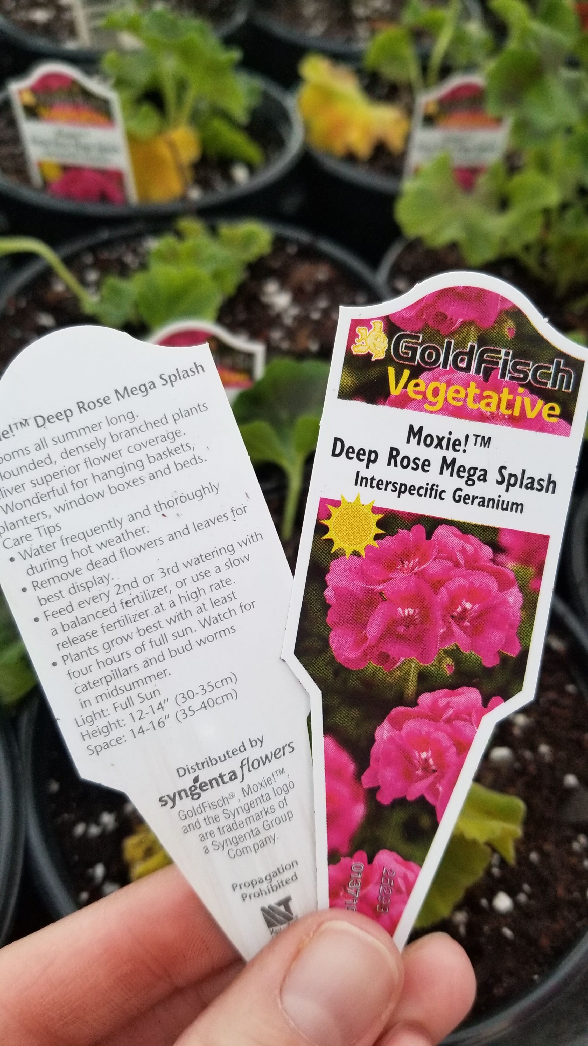 Geranium Moxie Deep Rose Mega Splash | My Site